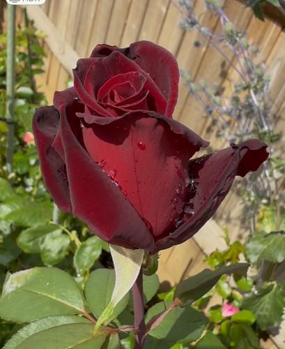 Rose Black Magic Unrooted Cuttings | eBay UK