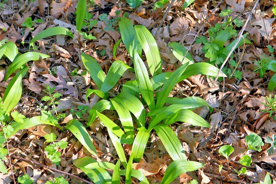 WILD RAMPS Seeds (Allium tricoccum) Ramson Vegetable Wild Garlic Wild ...