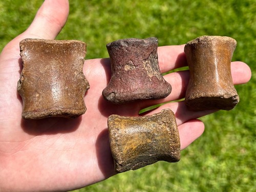 Niger Fossil Dinosaur Vertebrae LOT Bone Sarcosuchus Kryptops ...