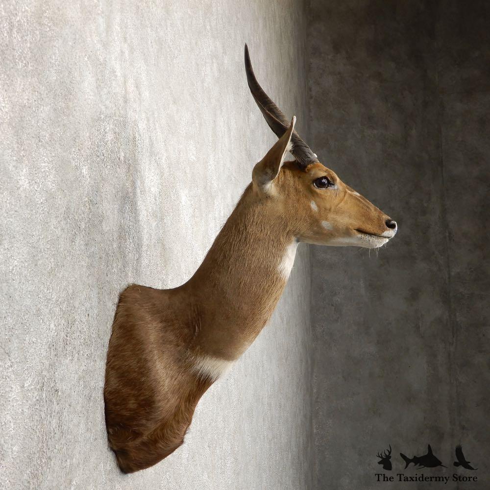 #20473 EL | Cape Bushbuck Taxidermy Shoulder Mount For Sale | eBay