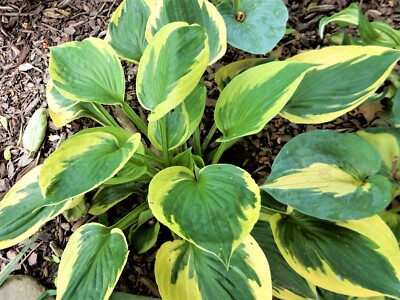 Hosta "TWILIGHT" - Plantain Lily "TWILIGHT" - Perennial - 1 Plant | eBay