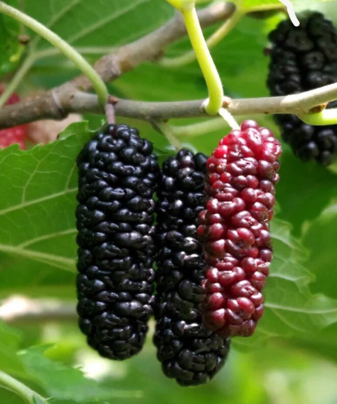 Contorted Mulberry Scion Cuttings x3
