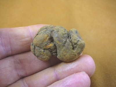 (PP446-15) 1" Genuine Fossil TURTLE POOP Coprolite DUNG WEIRD WA state ...