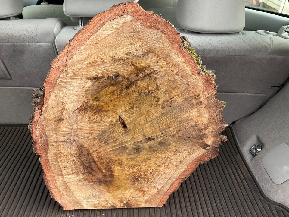 Red oak tree burl | eBay