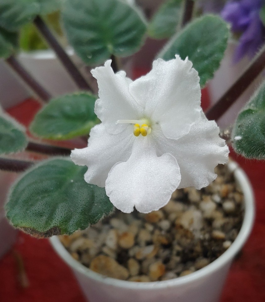 African Violet Plant -- Owlsee Spooky ~ variegated standard ~ | eBay