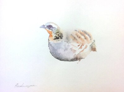 Partridge, Birds, Watercolor artwork, Handmade, Original painting on ...