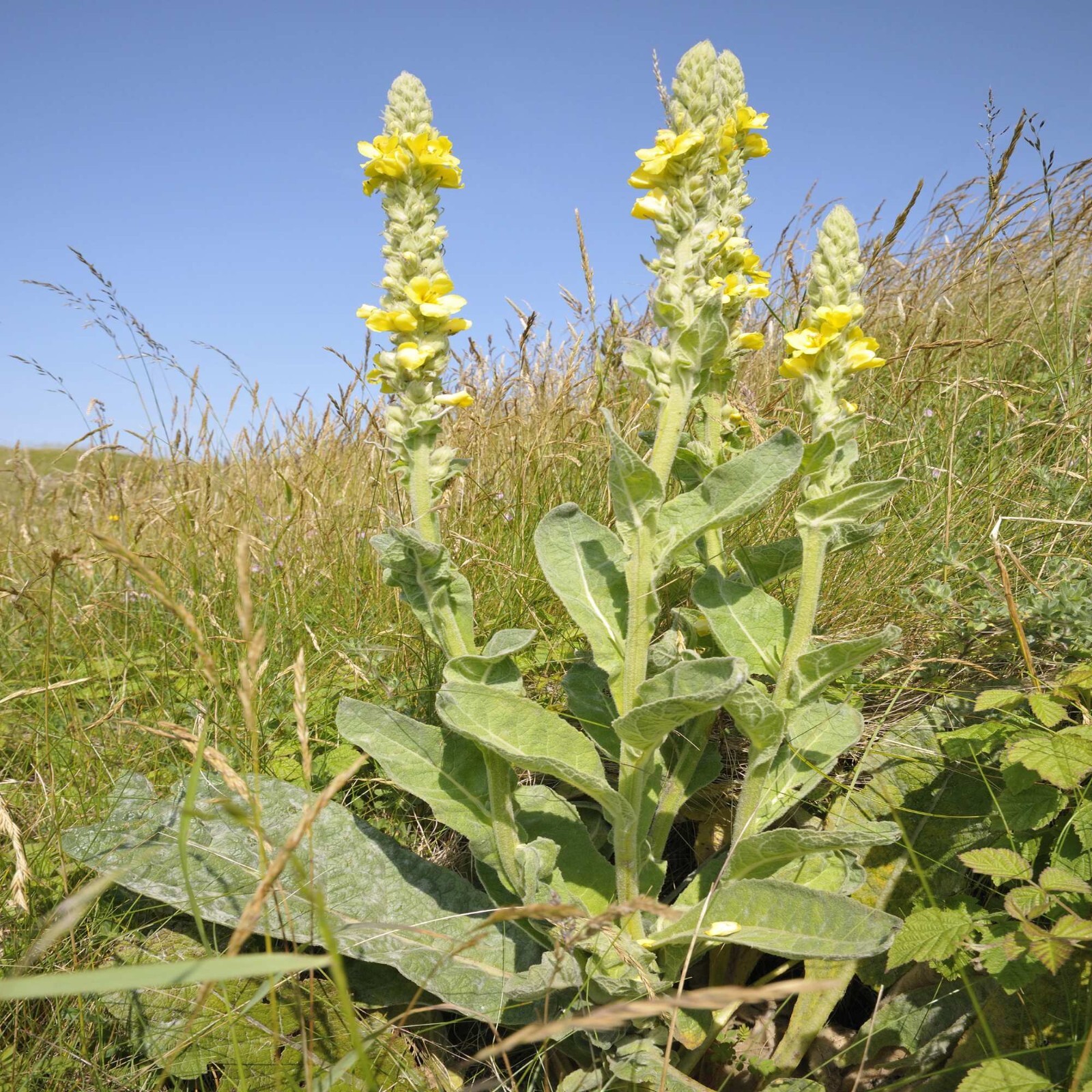 Mullein Seeds, Verbascum Thapsus, Common Mullein, 4,000+ seeds. | eBay