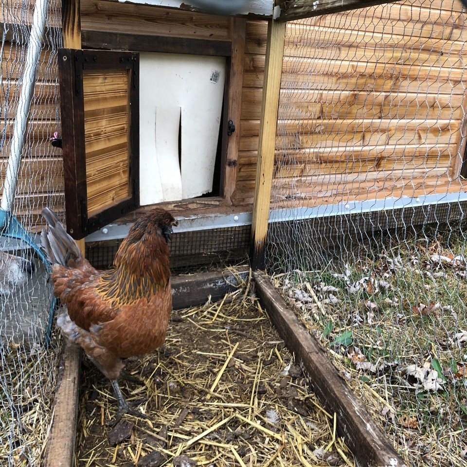18 Fertile Chicken Hatching Eggs Barnyard Mix/Crested/Easter/Rare Breed ...