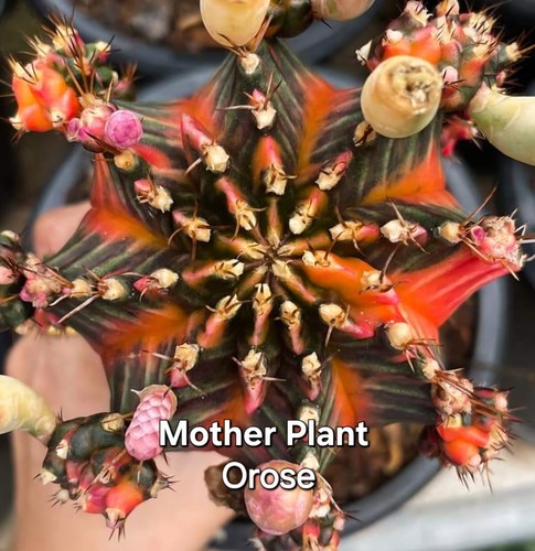 Gymnocalycium Variegated Clone Orose Green Yellow Tone Can Be Crest ...