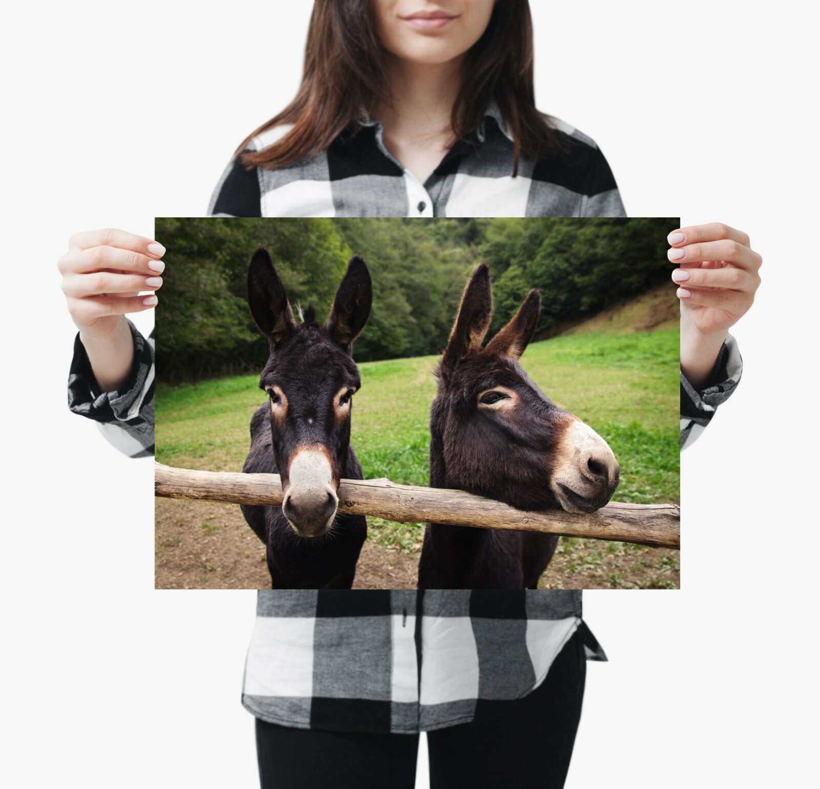 A4| Cute Donkeys Poster Size A4 Donkey Horse Pony Animal Poster Gift ...