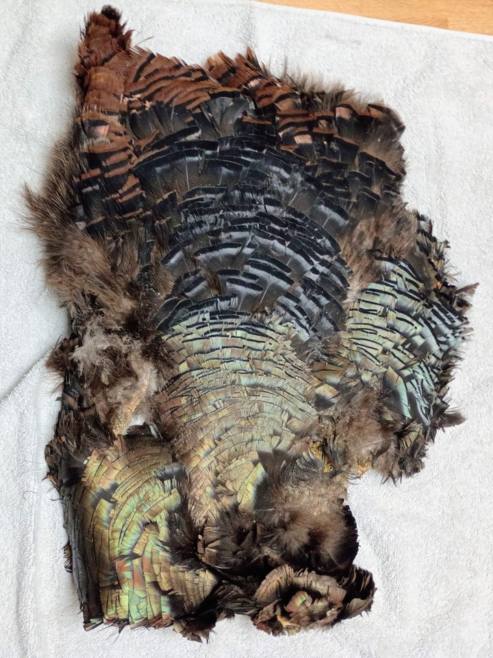 Wild Turkey Pelt Skin Hide Feathers | eBay