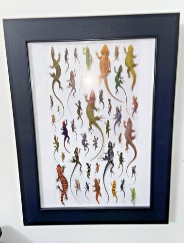 Christopher Marley Framed Lizards “Hoedown” Exquisite Creatures 2015 | eBay