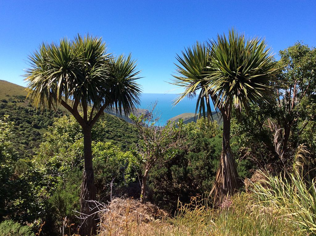 Pandanus Trees Brazilian Highlands Living With Giant Ferns: An