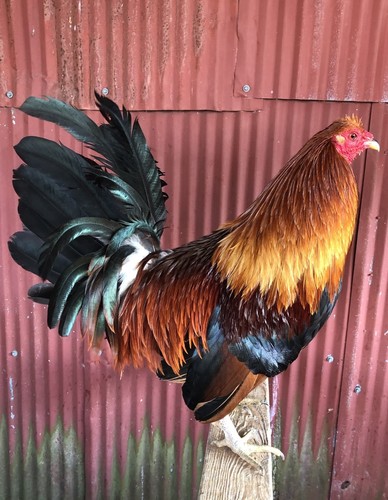 10 + SHOWME JACK WALTON HATCH FERTILE GAMEFOWL HATCHING EGGS | eBay