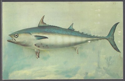 BONITA Fish Postcard Florida | eBay