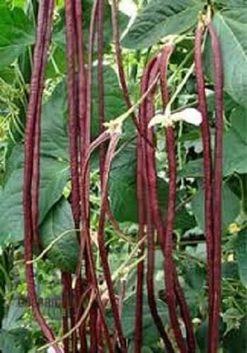 RED SNAKE BEAN SEEDS Asian Vegetable Seeds Climbing Bean Seeds Snake ...