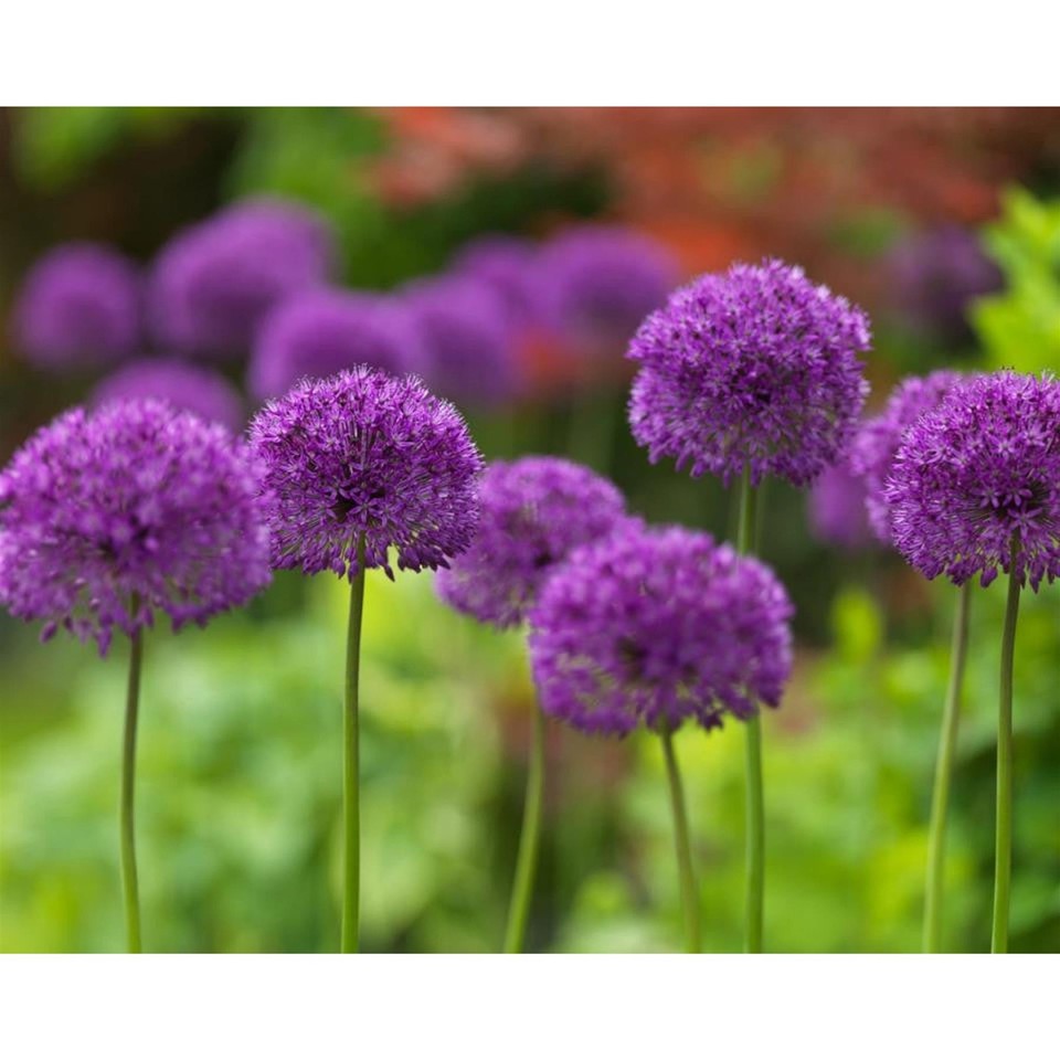 1 to 20 Giant Purple Allium Sensation Bulb Perennial Garden Flower ...