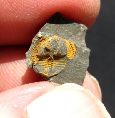 EXTINCTIONS- CLASSIC CRYPTOLITHUS TRILOBITE FROM SWATARA GAP - COLOR ...