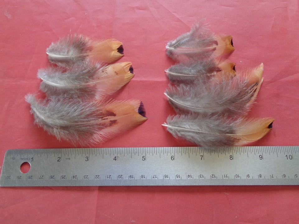 100 Paler Cock Pheasant Flank Feathers 3" to 5" - Jewellery Crafting ...