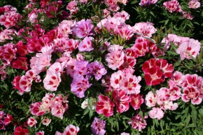 Godetia seeds, 400 Godetia Double Mix seeds,Godetia Large-flowered ...