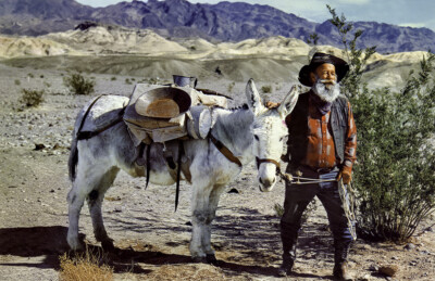 Old Prospector Gold Mining Panning for Gold Donkey Animal Desert ...