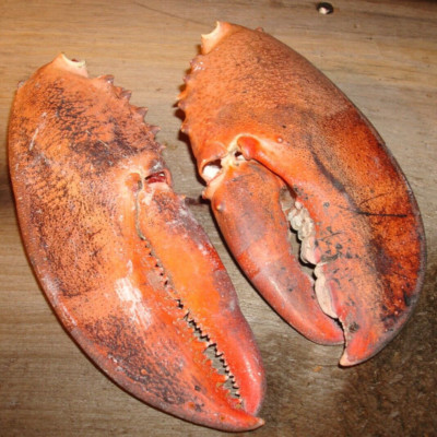 HUGE MAINE LOBSTER CLAW SHELLS - REAL CLAWS | eBay