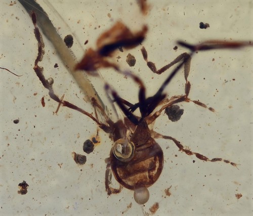 Rare Ricinulei (Hooded Tick-Spider), Fossil insect inclusion in Burmese ...
