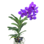 Vanda Pots Black Square Plastic Orchid Planting Hanging Mesh Baskets 5 ...