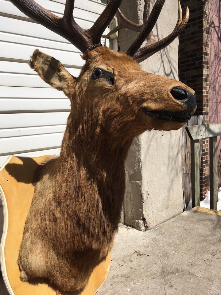 Vintage 80" x 48" 7 x 7 Point Elk Head Shoulder Mount Taxidermy Hunting ...