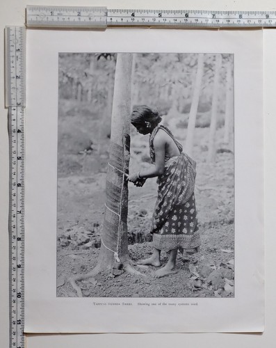 c1900 ANTIQUE CEYLON PRINT ~ TAPPING RUBBER TREES | eBay
