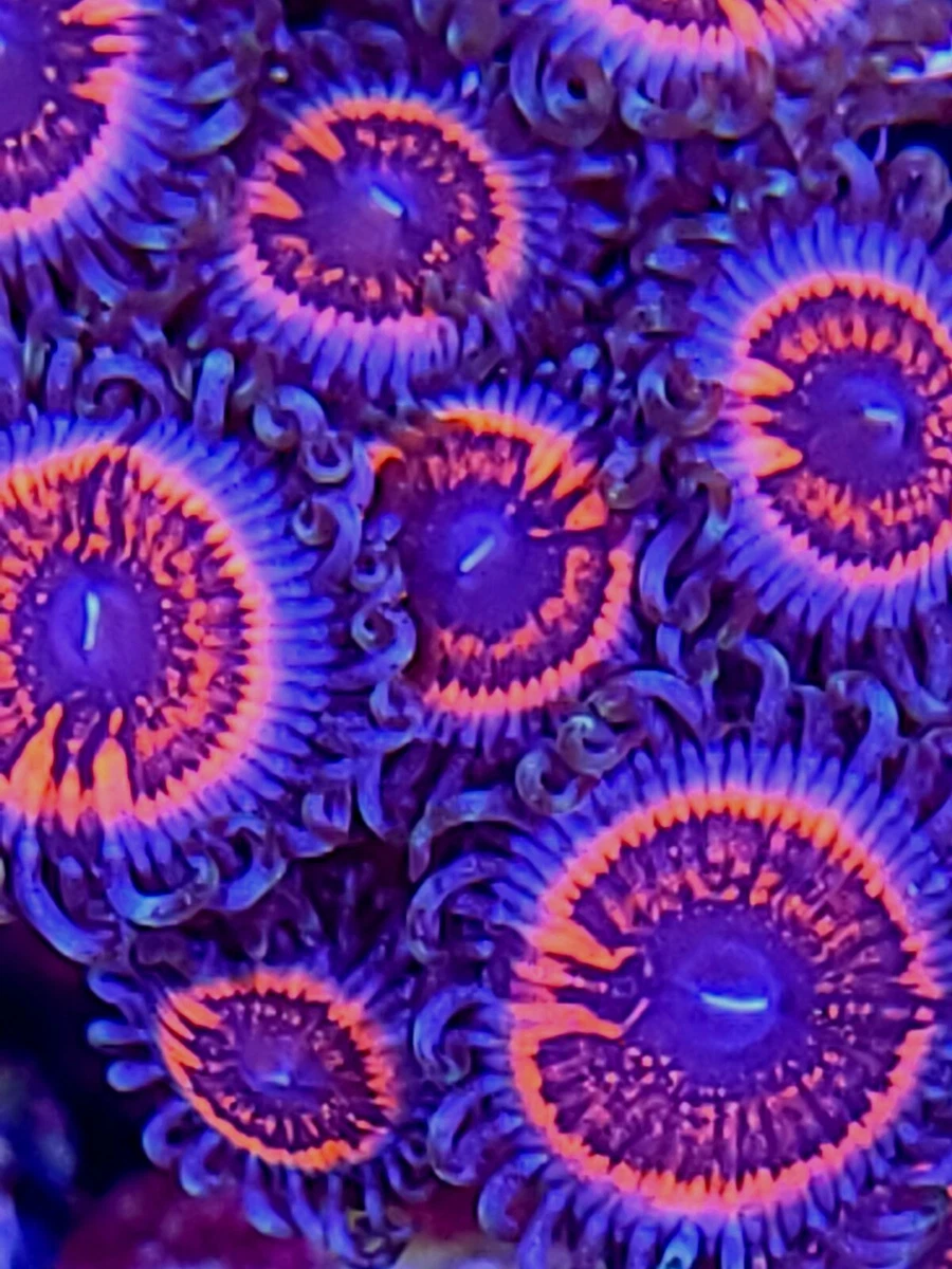 Zoanthids
