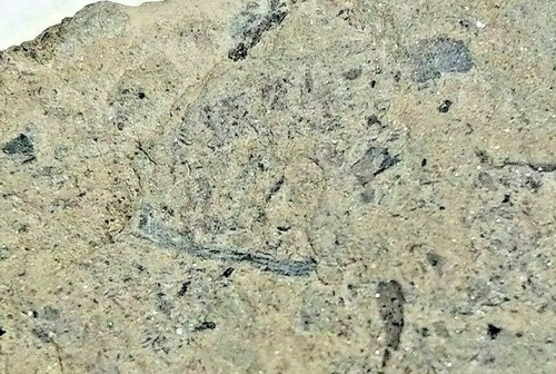 Cooksonia sp. Oldest Silurian fossil first land plant. with sporangium ...