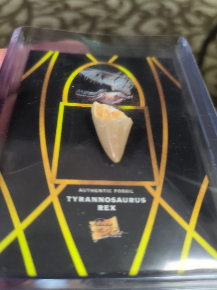 2022 Pieces of the Past Tyrannosaurus Rex Dinosaur Tooth Relic REAL ...