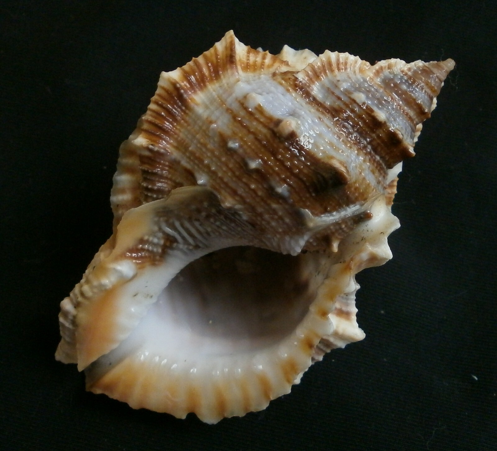 Bursidae- Bufonaria crumena 67.4mm F++ ,Philippines sea shells | eBay