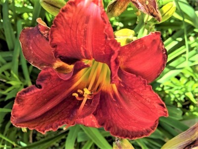 Daylily "FUNNY VALENTINE" - Hemerocallis Hybrid - Perennial - 2 Plants ...