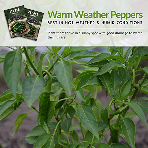 - Serrano Pepper Seed for Planting - Packet with Instructions to Plant ...