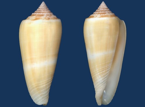 Shell Conus ochroleucus Seashell | eBay