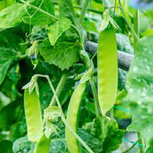 SNOW PEA SEEDS Vegetable Garden Pea Seed Heirloom Snow Pea Seeds ...