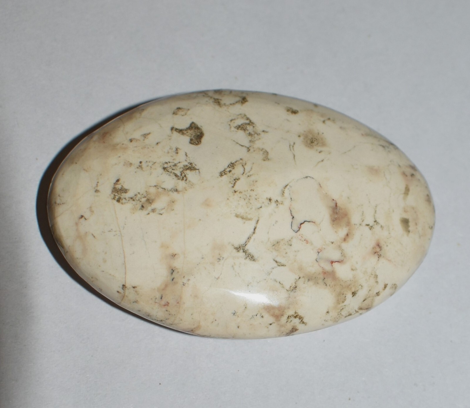 Shellfish Fossil Ancient Seabed Blue Ridge Mountains North Carolina ...