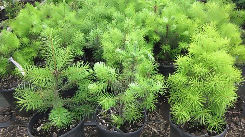 Green Douglas Fir, Pseudotsuga menziesii, Tree Seeds (Fragrant ...