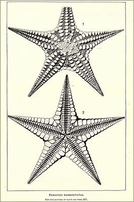 Poster, Many Sizes; Paleozoic Stelleroidea Starfish Star Fish By ...