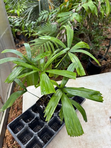 Licuala paludosa, palm tree, Borneo, Cambodia, Malaya, Sumatera ...