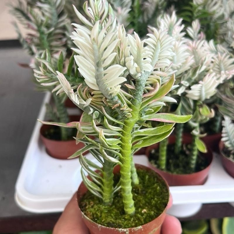 Variegated Euphorbia Backbone Plant in 3” pot - Houseplant & Succulent ...