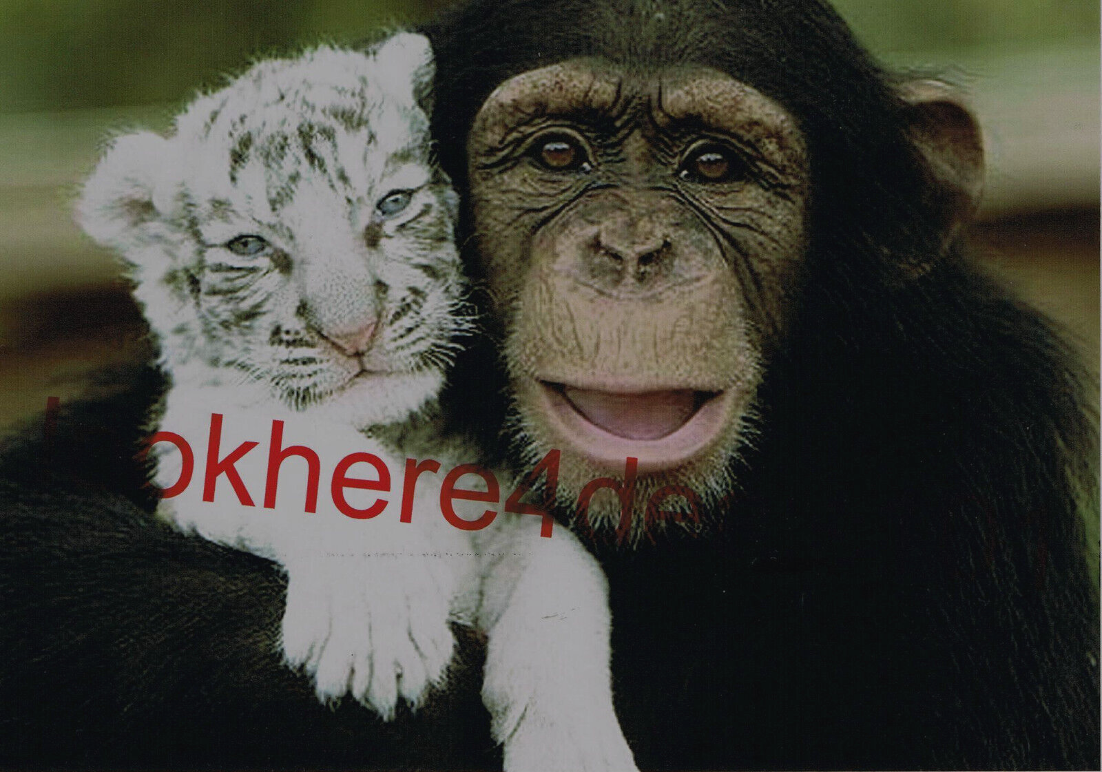 White Tiger Photo 4x6 Monkey Animal Lovers Pets Cute Memorabilia | eBay