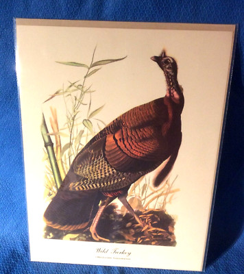 Audubon Bird Wild Turkey Color Print 9x12 Loc E | eBay