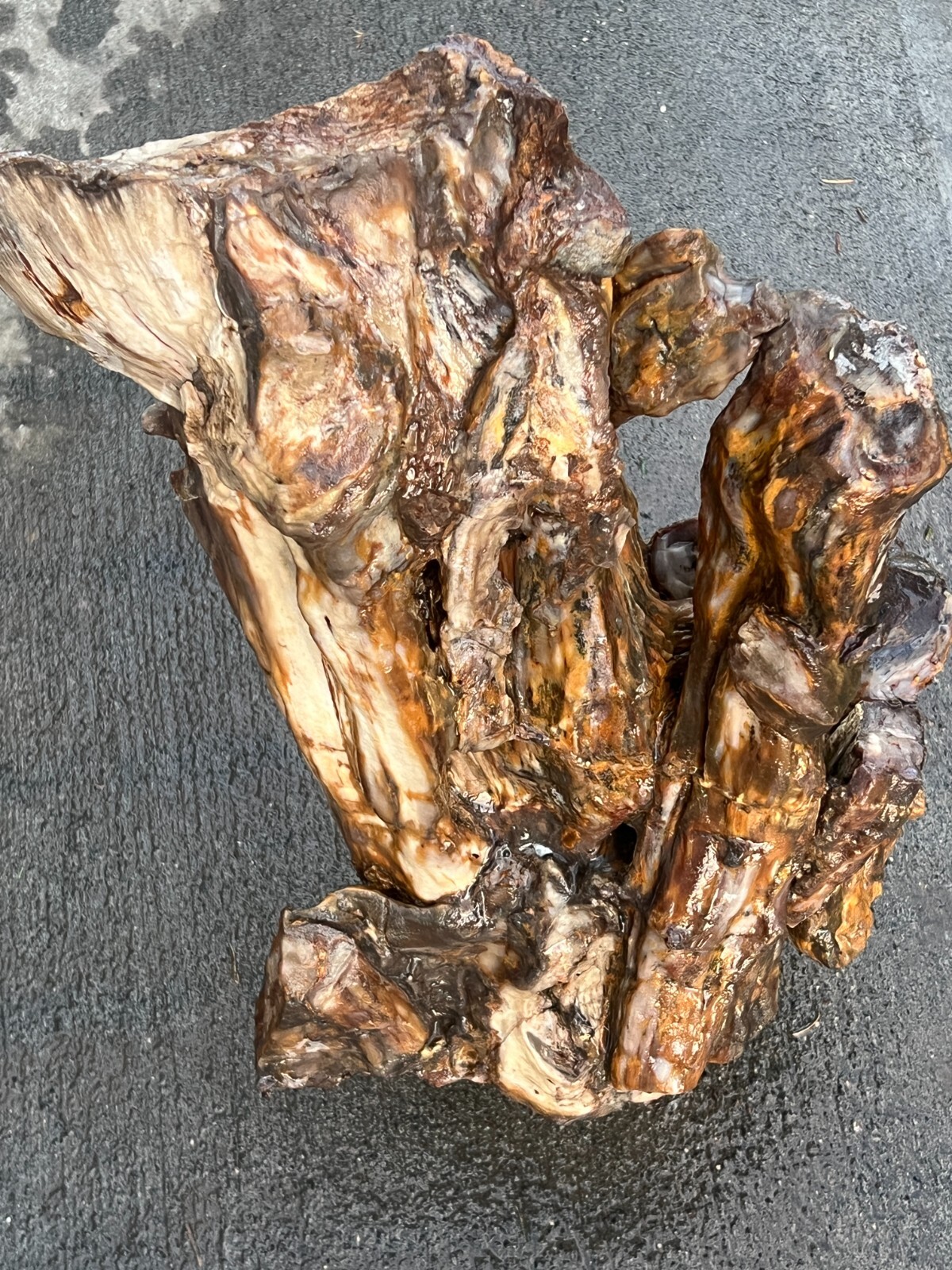 76 lb agatized petrified wood root ball very rare one of a kind ...