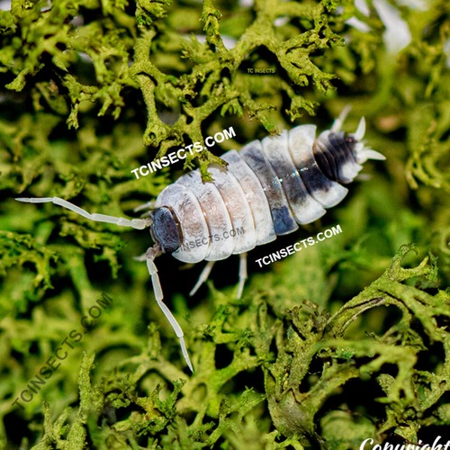 1000ct Live Powder Oreo Isopods BULK - WHOLESALE - PACK - COMBO | eBay