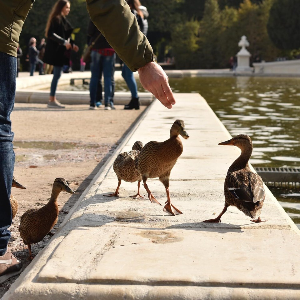 Premium Swan & Duck Natural Food Floating Pellets Feed For Wild Geese ...
