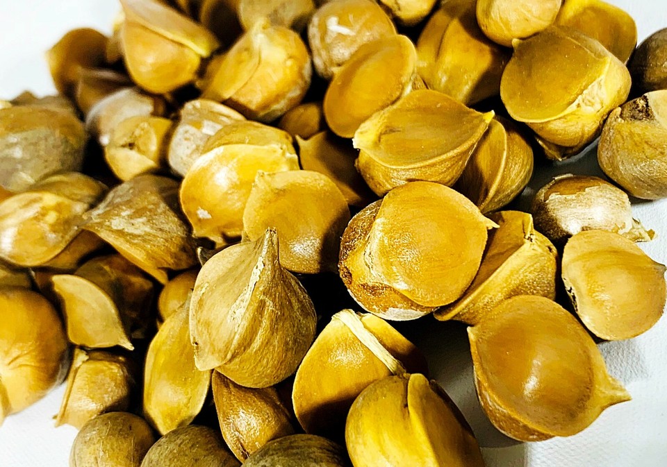 Garlic, Elephant Garlic Corms Fresh harvest healthy USA garlic corms ...