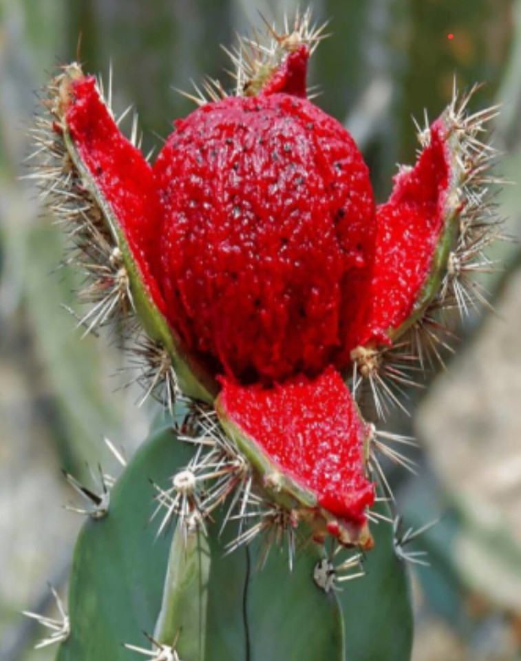 20+ Mexican Pitaya Cactus Rare Seeds (Stenocereus thurberi) Organ Pipe ...